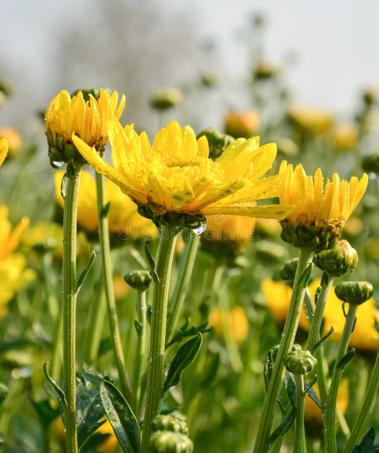 Yellow chrysanthemum stock photo. Image of gold, natural - 55164170