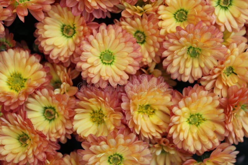 Yellow Chrysanthemum Multiflora Stock Image - Image of sunflower ...