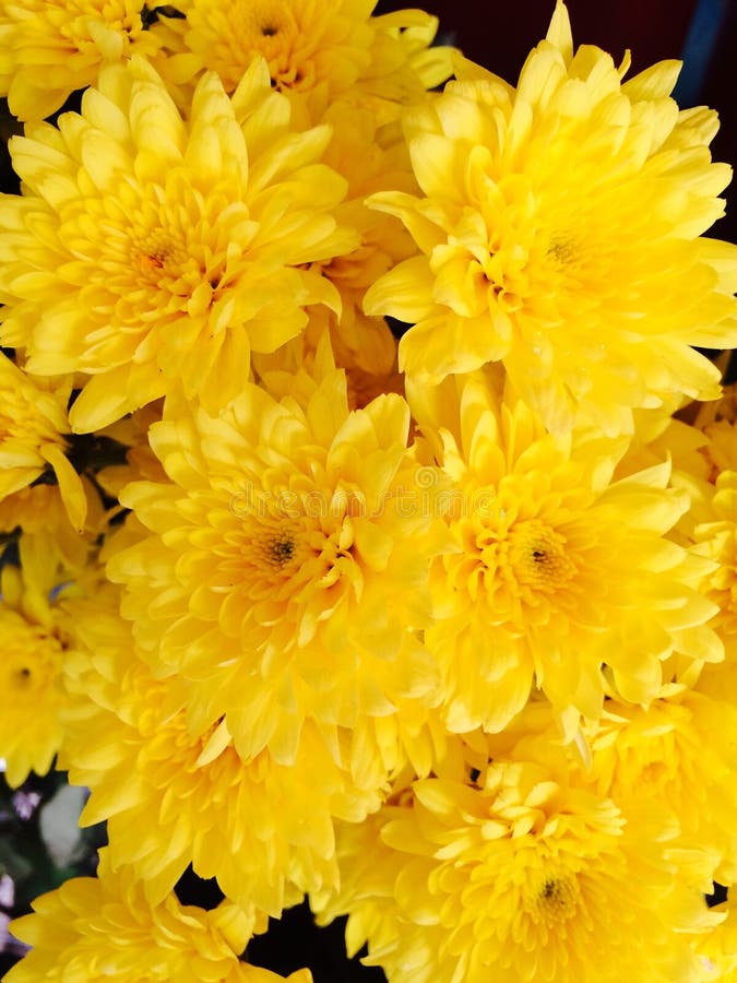 Yellow chrysanthemums stock photo. Image of flower, love - 62483122