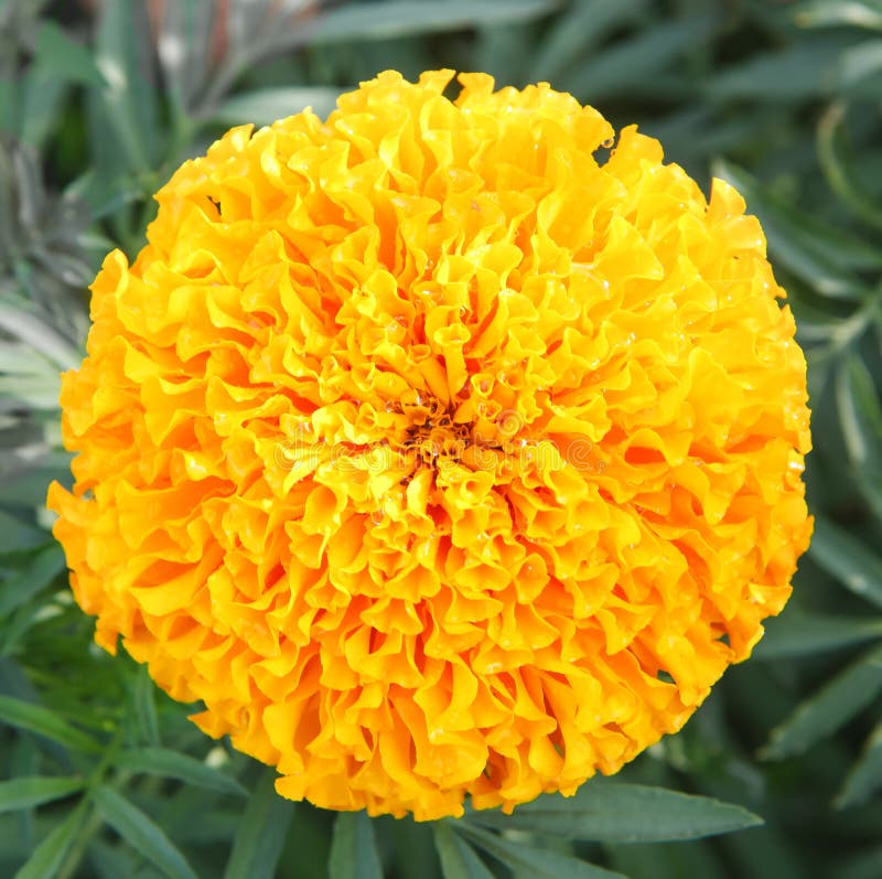 Yellow Circle Shape Flower (Top View) Stock Image - Image of decor ...