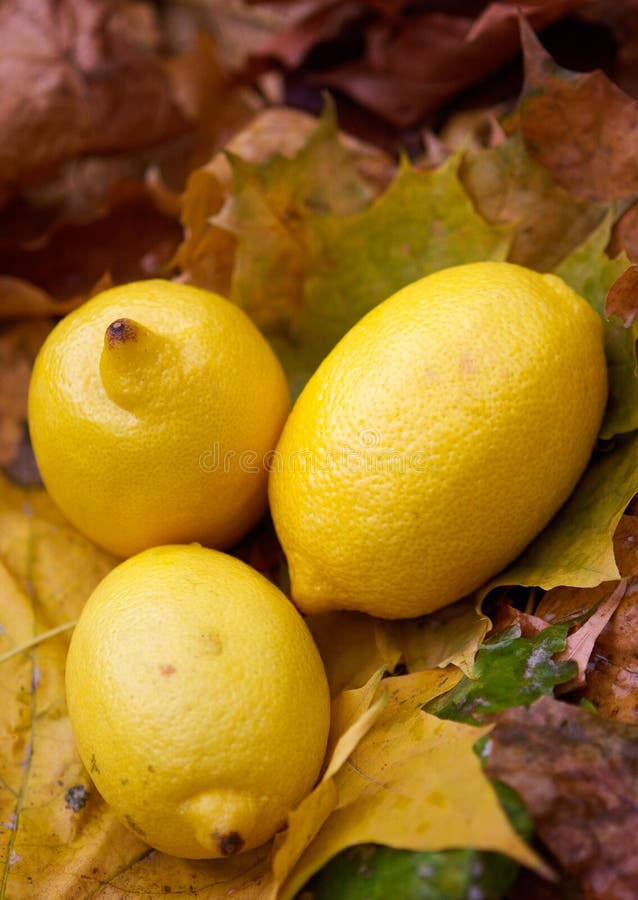 Yellow citric still-life stock photo. Image of fall, frosts - 487348