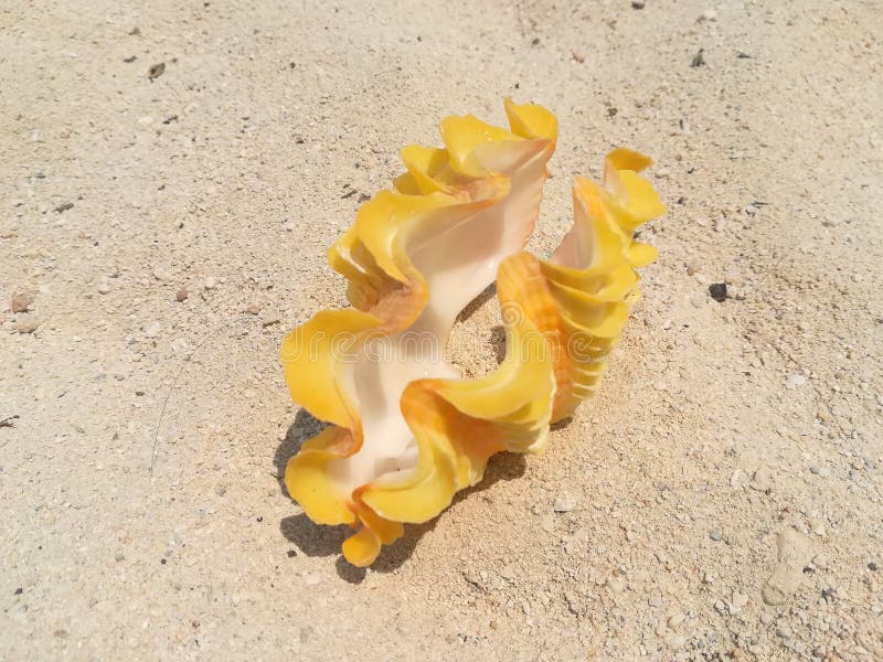 Yellow shell on beach sand stock photo. Image of beach - 146620762