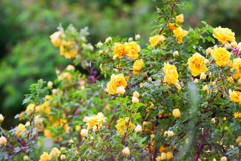 Yellow Clinging Roses, a Lush Bloom Stock Image - Image of fragility ...