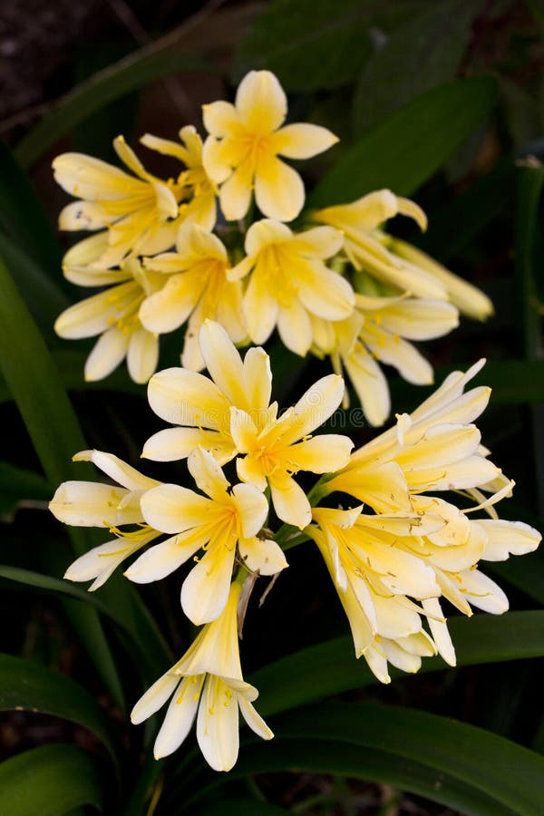 Yellow Clivia Miniata in Flower Stock Photo - Image of yellow, delicate ...