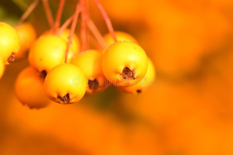 Yellow, Close Up, Macro Photography, Fruit Picture. Image: 109830401