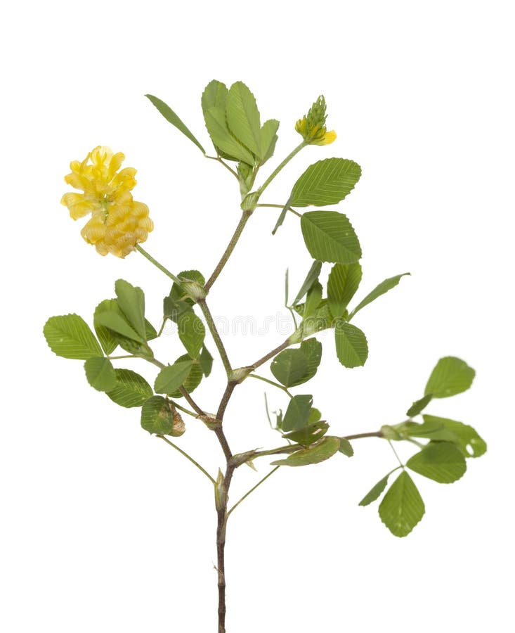 Yellow clover stock image. Image of yellow, campestre - 25455171