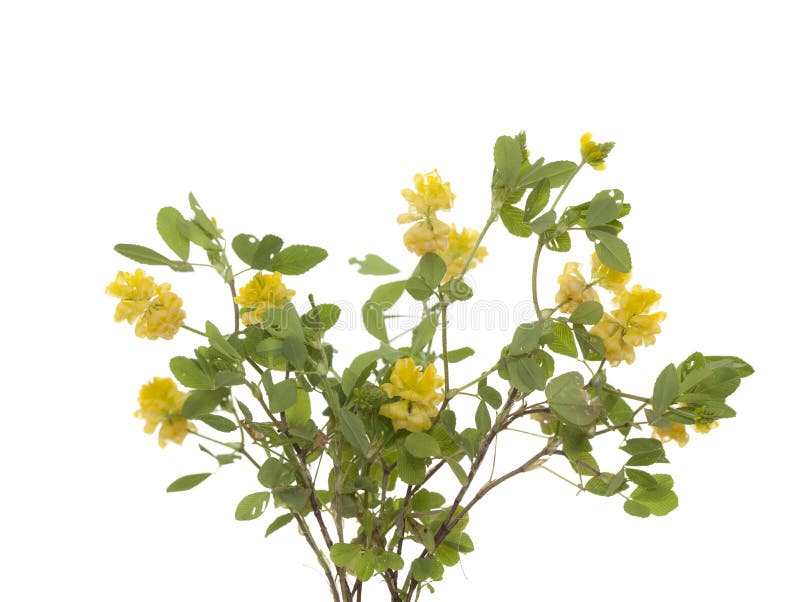 Yellow clover stock image. Image of macro, leaf, trifolium - 28237843