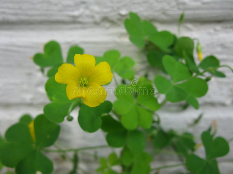Yellow clover flower stock image. Image of yellow, clover - 93643763