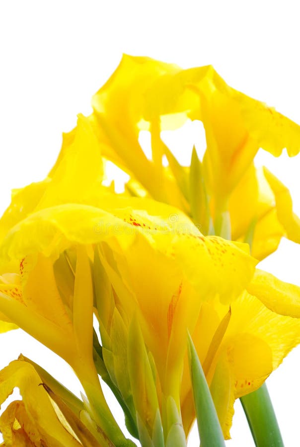 Yellow Cluster stock image. Image of tropical, cluster - 97000849