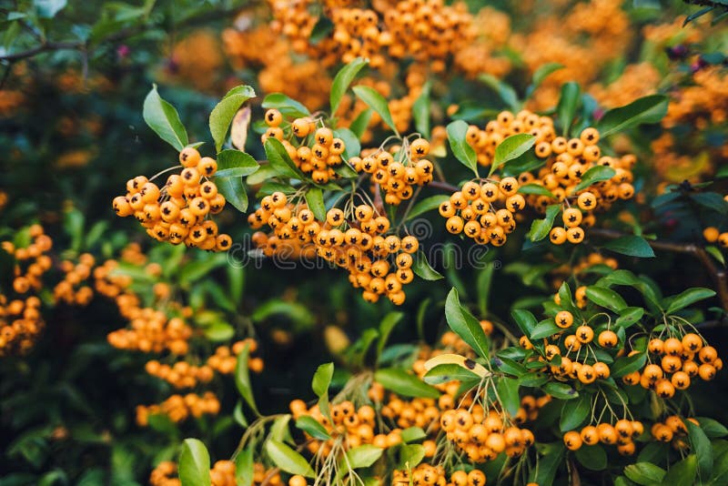 Yellow clusters of Rowan stock photo. Image of colorful - 165033722