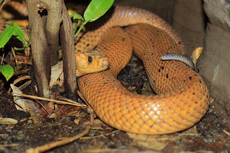 Yellow cobra stock image. Image of ground, cobra, yellow - 274387397