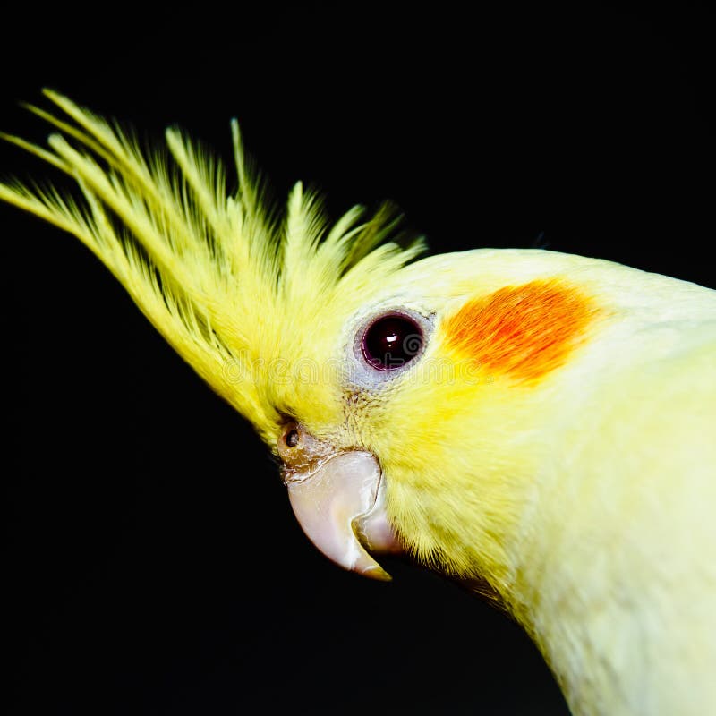 Yellow Cockatiel Head Across Stock Image - Image of domestic, profile ...