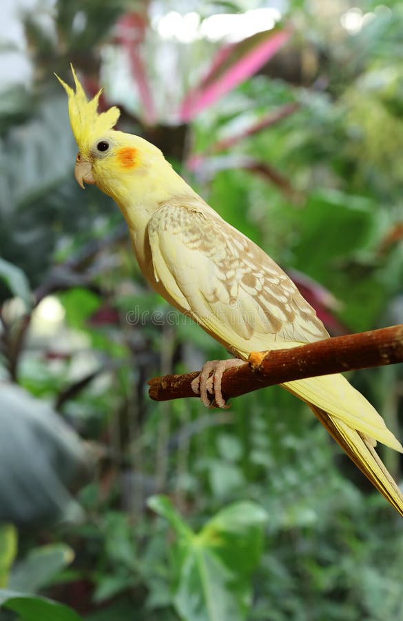 Yellow cockatiel, parrot stock photo. Image of exotic - 1239834