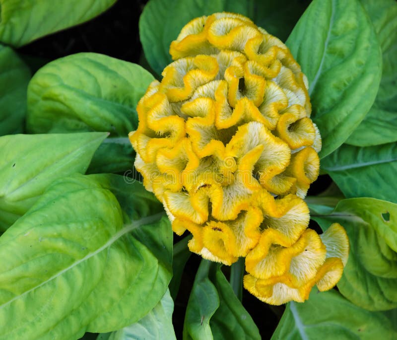 Yellow Cockscomb flower stock image. Image of leaf, season - 44720335