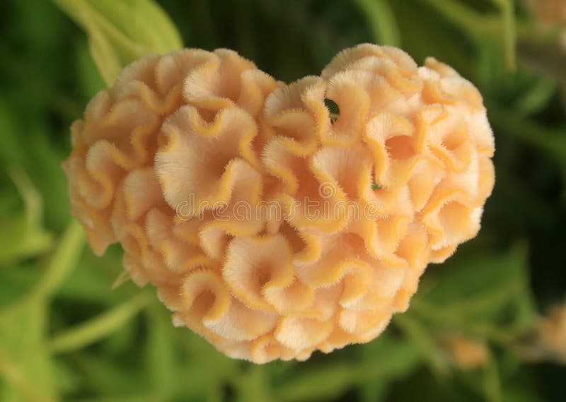 Yellow cockscomb flower stock photo. Image of bloom, floral - 36708062