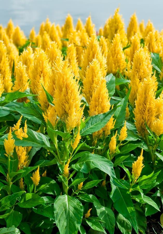 Yellow cockscomb flowers stock photo. Image of beauty - 26559090