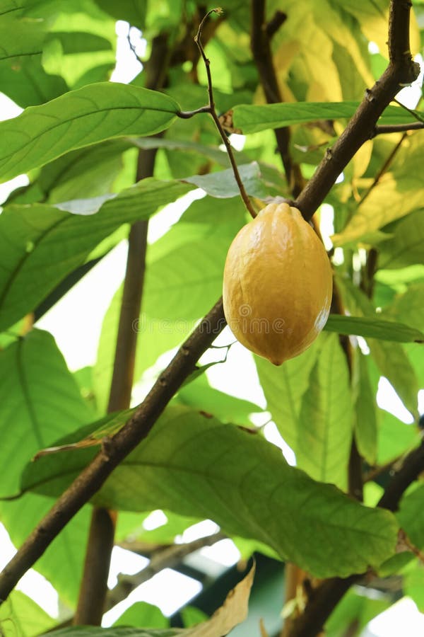 Yellow Cocoa Pod on a Cacao Tree, Close Up Stock Photo - Image of cocoa ...