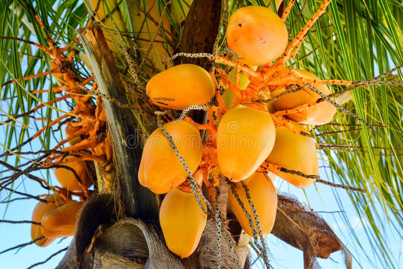 Yellow coconut stock photo. Image of nuts, fruit, tropical - 82297752