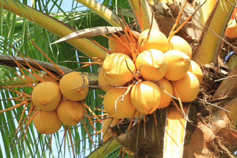 Yellow Coconut Cluster on Tree Stock Photo - Image of group, drink ...