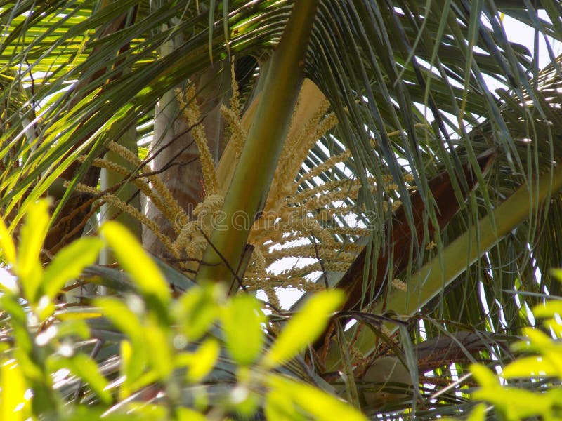 Coconut flowers stock image. Image of coconut, yellow - 264072591