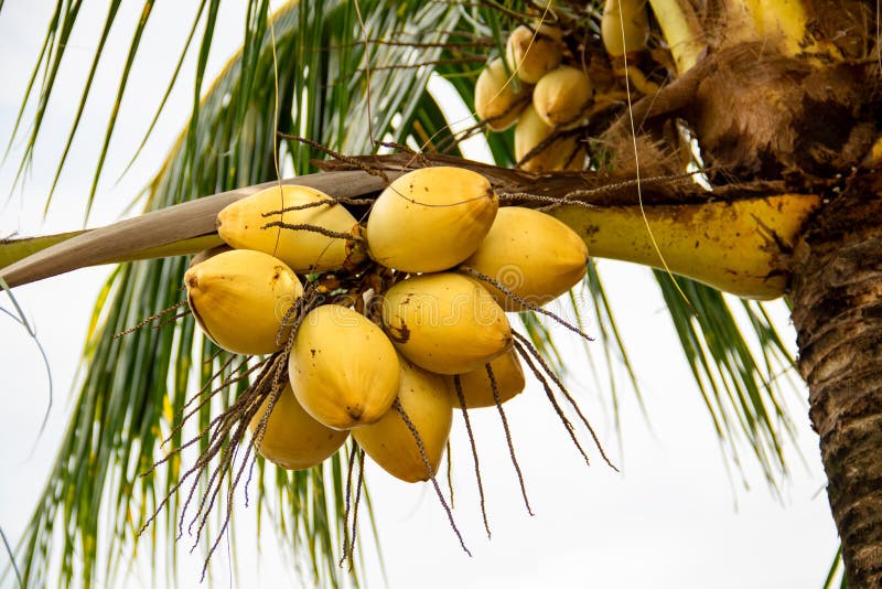 The Yellow Coconut Fruit that is Stiil on the Tree Stock Image - Image ...