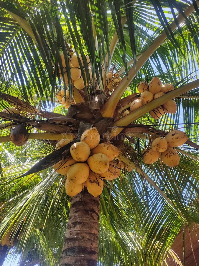 Yellow Coconut & X22;kelapa Gading& X22; Stock Image - Image of kelapa ...