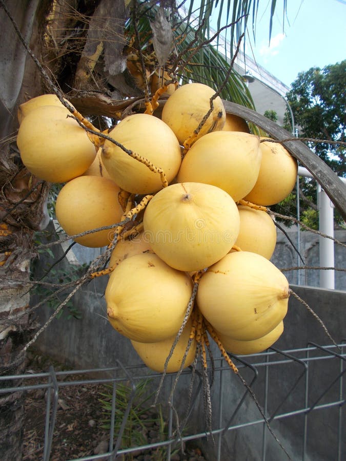 Yellow coconut king stock photo. Image of branch, growth - 98003158