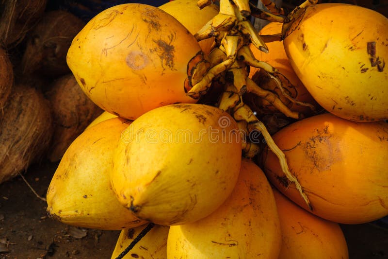 Yellow coconut trees stock image. Image of king, fruit - 93168087