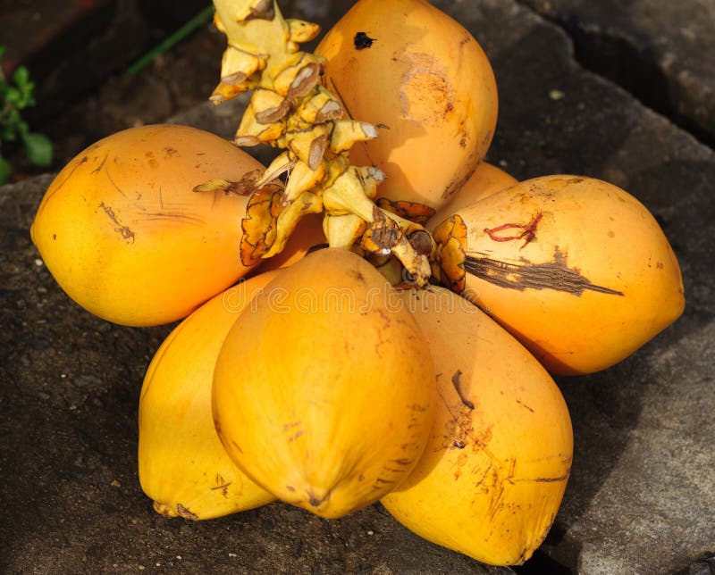 Yellow coconut stock photo. Image of king, thailand, food - 93171984
