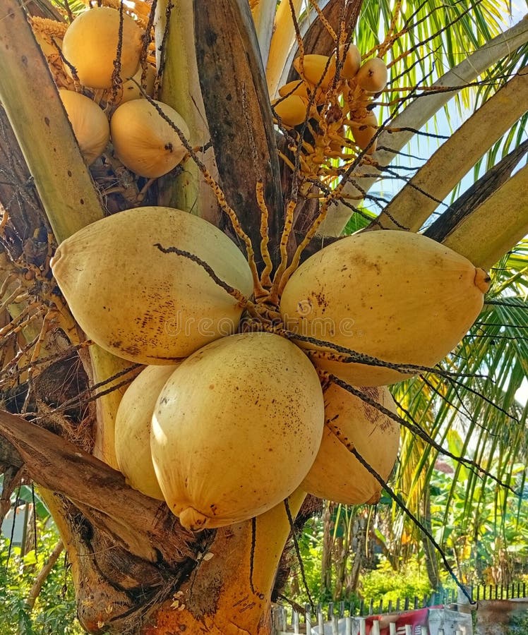 Yellow Coconut tree king stock image. Image of freshest - 75705621