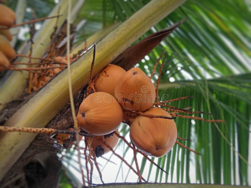 Yellow Coconut Planted in the Plantation Area. Stock Photo - Image of ...