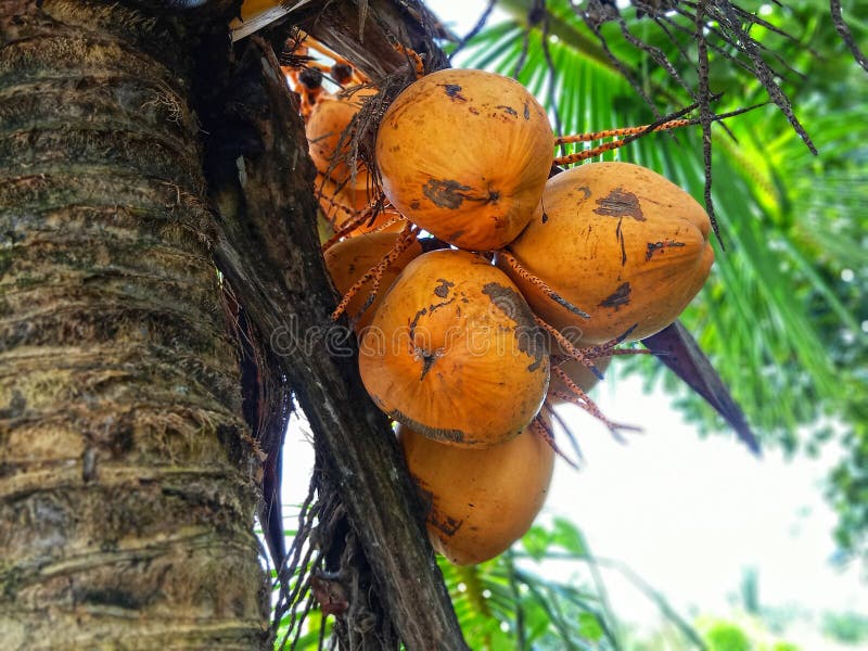 Yellow Coconut Planted in the Plantation Area. Stock Image - Image of ...