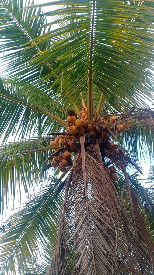 Yellow coconut tree stock photo. Image of yellow, size - 263335130