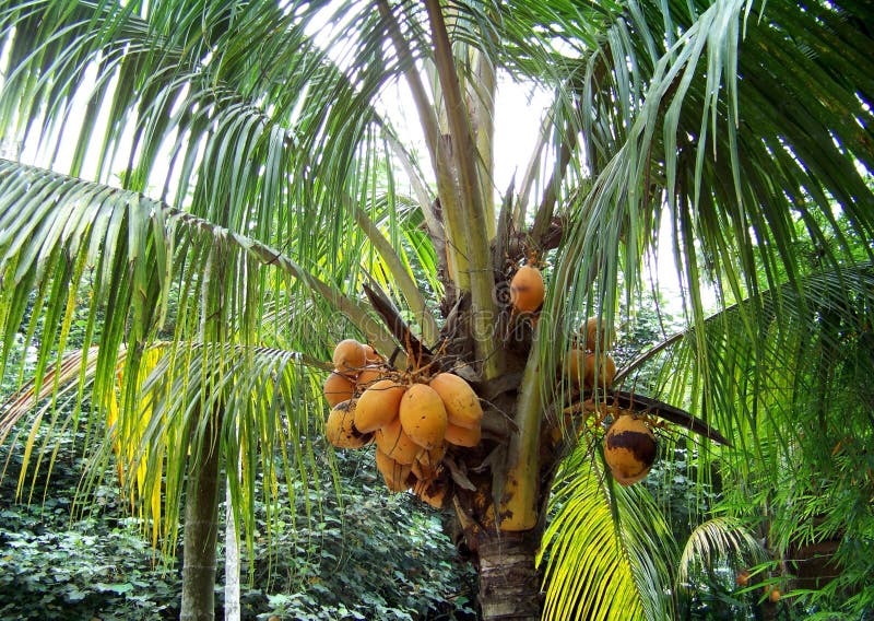 Coconut Trees in Sanya, Hainan Stock Image - Image of fruit, produce ...
