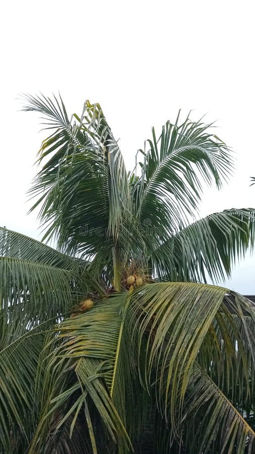 Ivory Coconut Tree with Ripe Yellow Fruit Stock Photo - Image of yellow ...