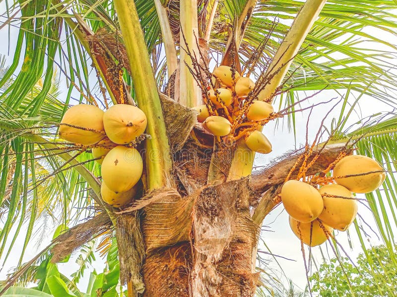 Yellow Coconut Tree in Sunlight, Natural Tropical Scene Stock Photo ...
