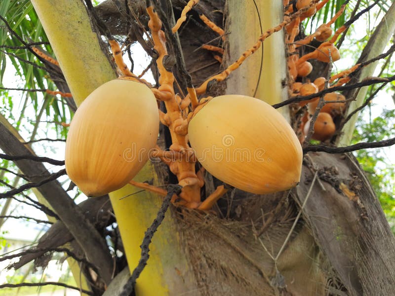 Yellow Coconut Tree Trunk, with Many Hanging Light Yellow Coconuts ...