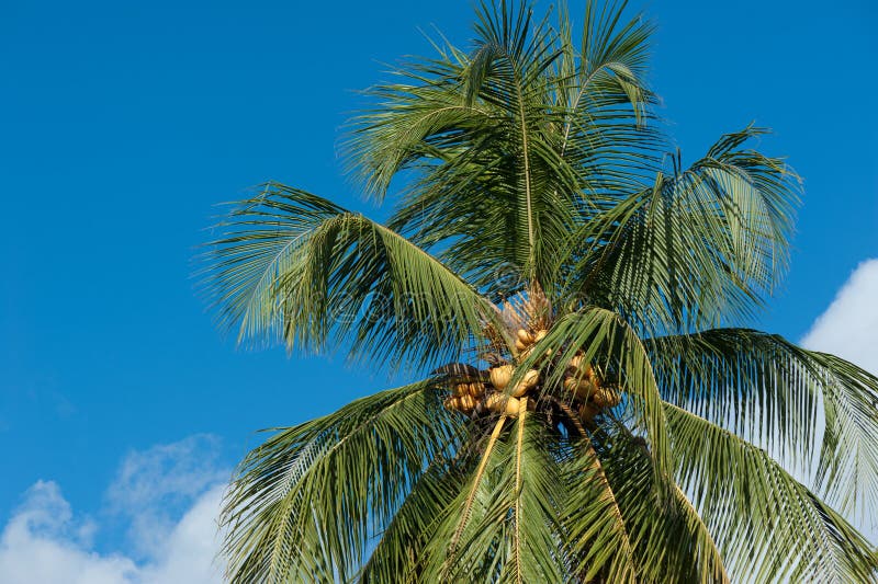 Yellow Coconut tree king stock image. Image of freshest - 75705621