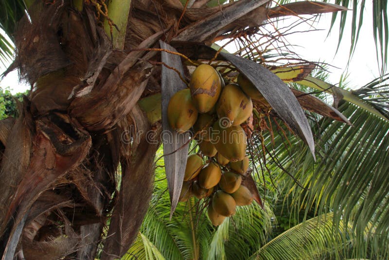 Yellow Coconuts on a Coconut Tree Stock Photo - Image of single, yellow ...