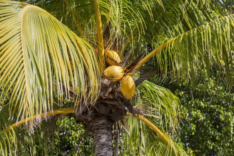 Yellow coconuts on a tree stock image. Image of growing - 61398889