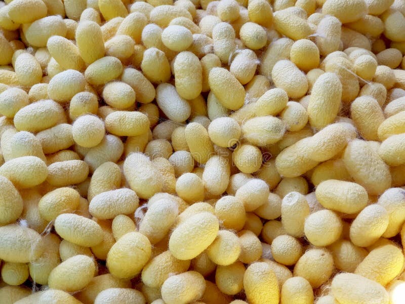 Yellow Cocoon for Background Stock Photo - Image of pattern, material ...