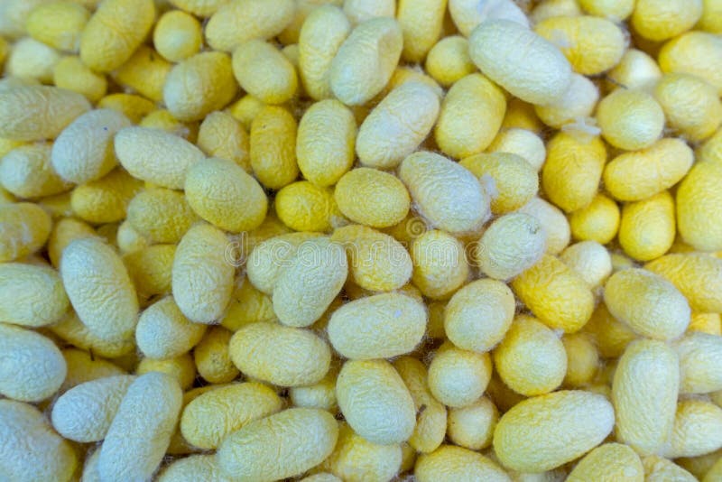 Yellow cocoon stock image. Image of pile, silk, cocoon - 66623741