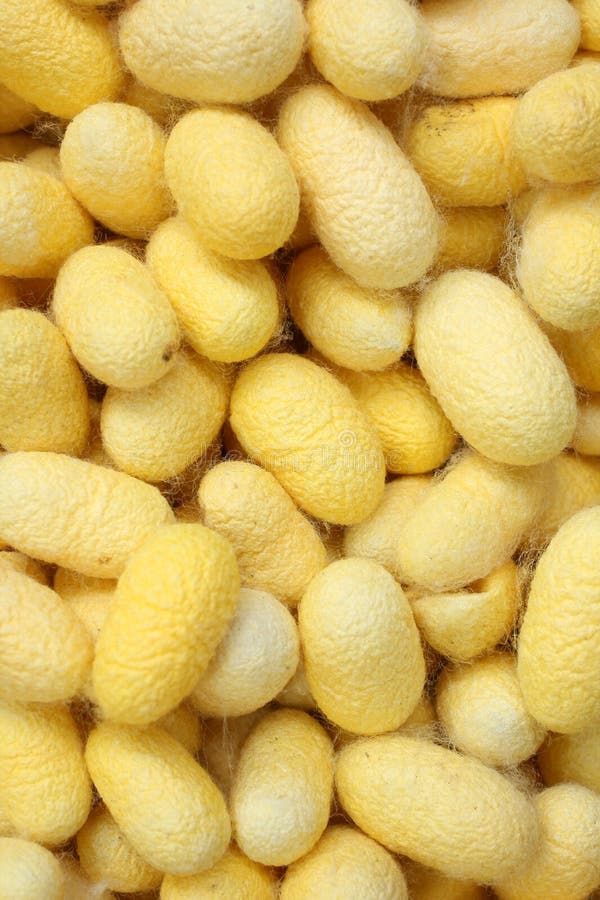 Yellow cocoon silkworm stock photo. Image of silkworm - 36708258