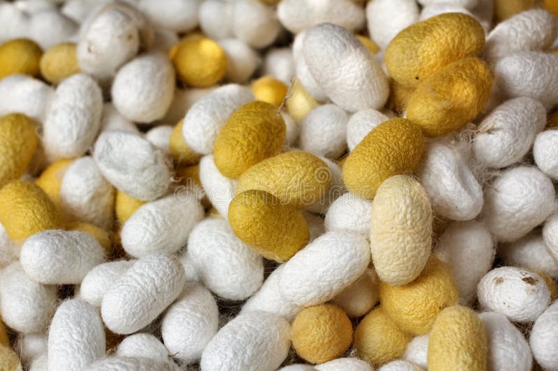 Yellow cocoon silkworm stock photo. Image of delicate - 36876068