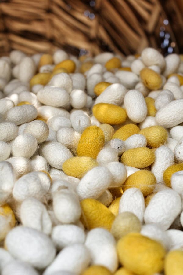 Yellow cocoon silkworm stock photo. Image of pattern - 36708770