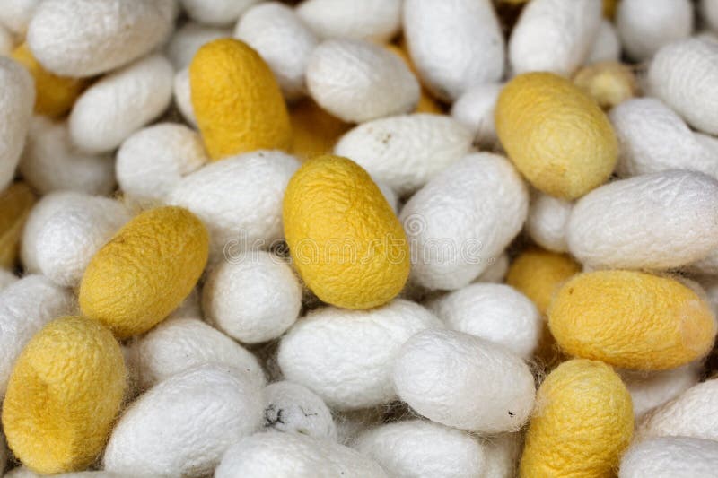 Yellow cocoon silkworm stock image. Image of small, delicate - 36878445