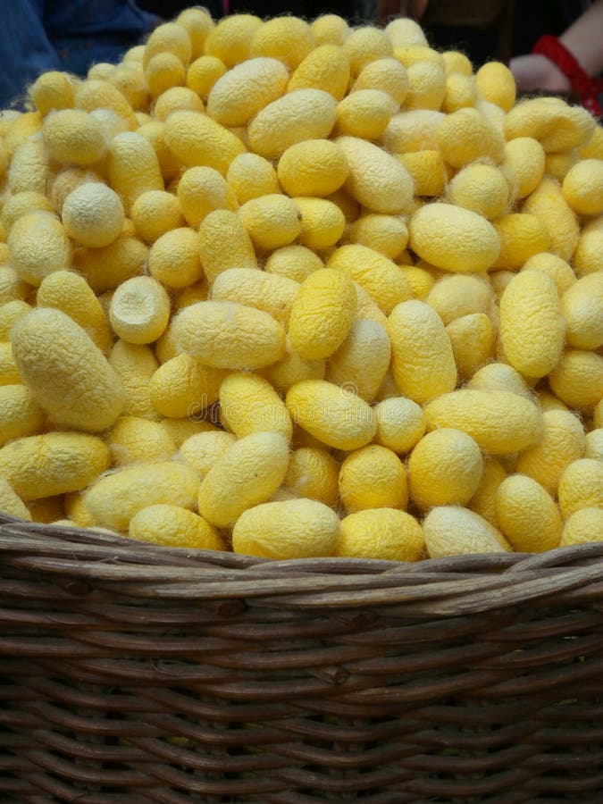 Yellow cocoon silkworm stock photo. Image of little, detail - 36966946