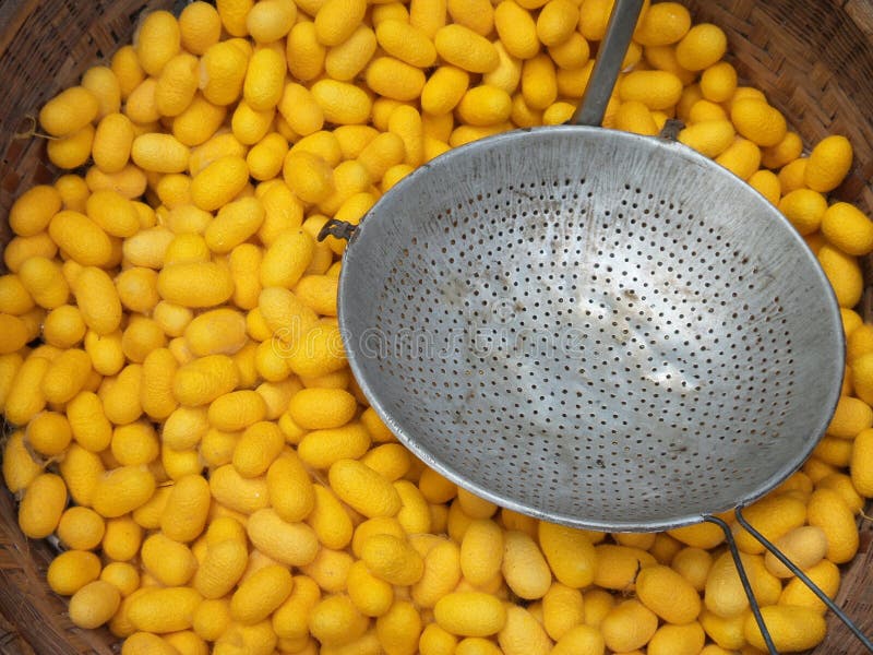 Yellow cocoon silkworm stock image. Image of silky, capsule - 37068017