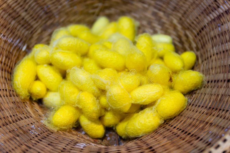 Yellow Cocoon a Source of Silk Thread and Silk Fabric for Silk Weaving ...