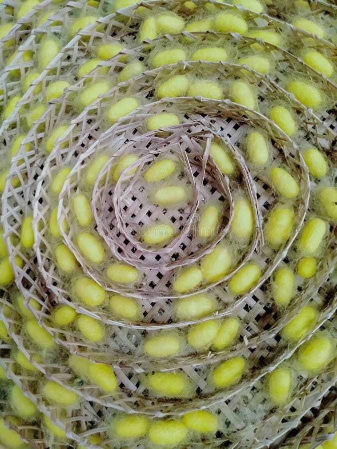Yellow Cocoon For Protection In The Pupal Stage Abstract Background ...